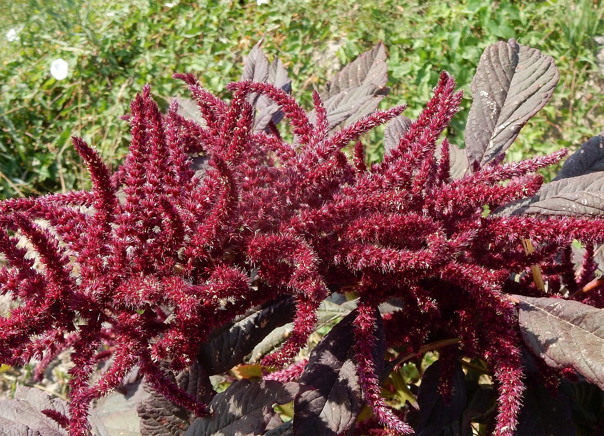 Amaranthus Cruentus